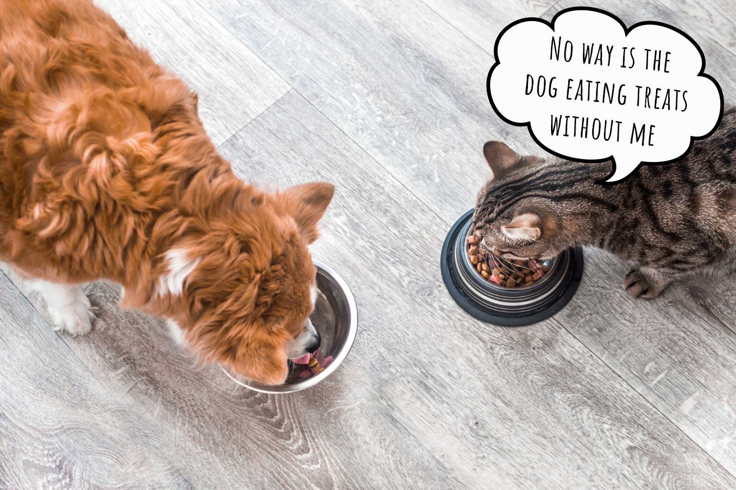 How to Give a Cat a Pill: 6 Ways Plus Easy Ninja Tips
