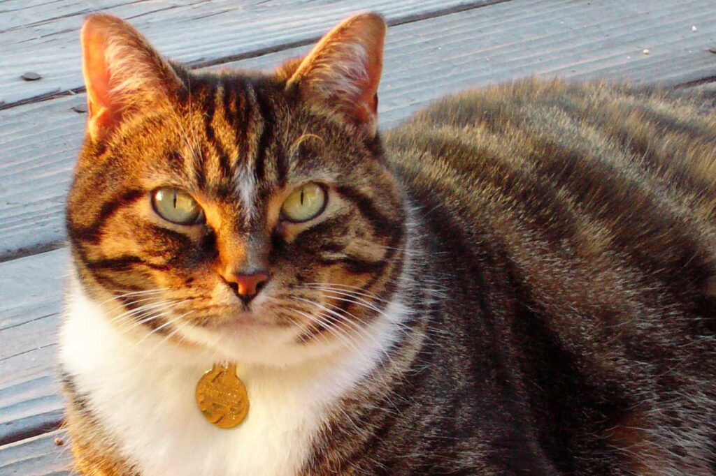 About Us – Natural Animal Wellness